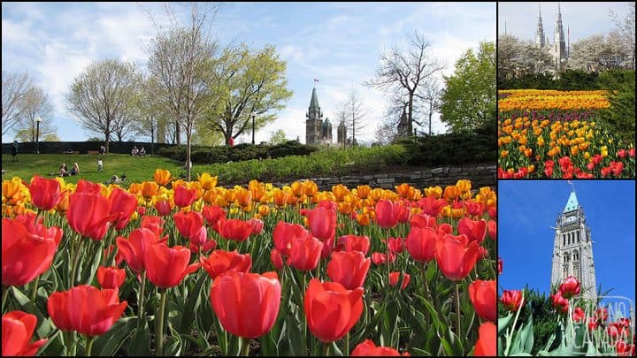 O que você só consegue ver na PRIMAVERA Canadense: Festival de Tulipas ...
