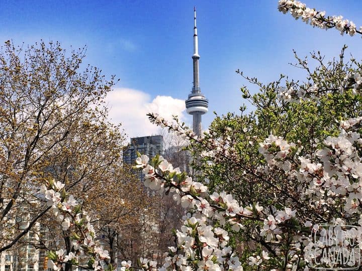 O melhor da primavera em Toronto - Gaby no Canadá
