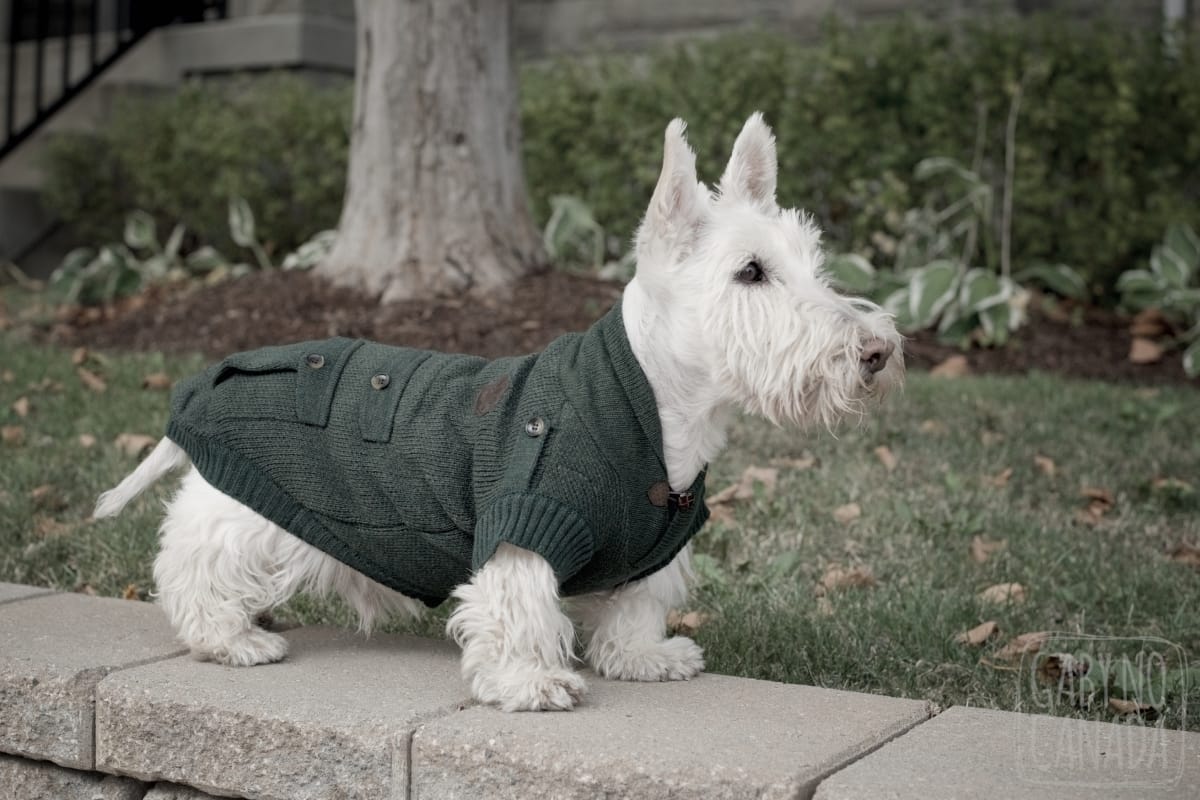 7 motivos para você comprar um casaco da Canada Pooch para seu cachorro ... 7 motivos para você comprar um casaco da Canada Pooch para seu cachorro ...